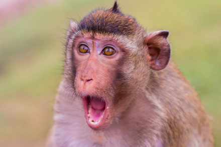 The Mischievous Monkeys of Lopburi - i-to-i TEFL